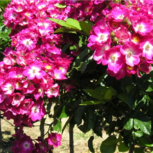 MARJORIE FAIR (historic) | Garden Roses | Pococks Roses | The Cornish ...
