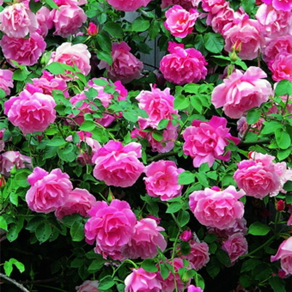 MADAME GREGOIRE STAECHLIN (climber) | Garden Roses | Pococks Roses ...
