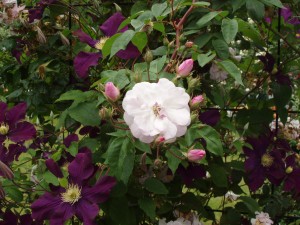 NARROW WATER (rambler) | Garden Roses | Pococks Roses | The Cornish ...