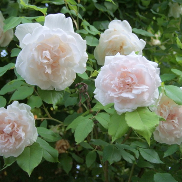 MADAME ALFRED CARRIERE (climber) | Garden Roses | Pococks Roses | The ...