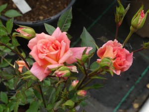 BABY DARLING (miniature) | Garden Roses | Pococks Roses | The Cornish ...