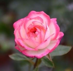 MAGIC CAROUSEL (miniature) | Garden Roses | Pococks Roses | The Cornish ...