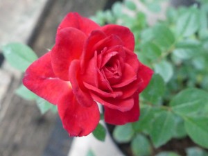 STARINA (miniature) | Garden Roses | Pococks Roses | The Cornish Rose ...