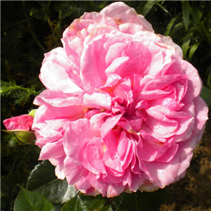 | Garden Roses | Pococks Roses | The Cornish Rose Company