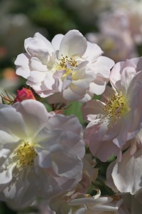 OPEN ARMS (rambler) | Garden Roses | Pococks Roses | The Cornish Rose ...