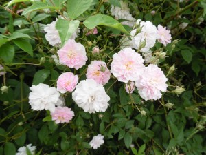 PAUL'S HIMALAYAN MUSK (rambler) | Garden Roses | Pococks Roses | The ...
