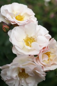 PENELOPE (Historic) (Hybrid Musk) | Garden Roses | Pococks Roses | The ...
