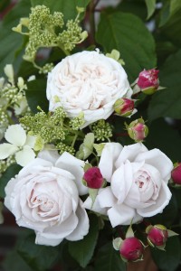 PRETTY PARFUMA (floribunda) | Garden Roses | Pococks Roses | The ...