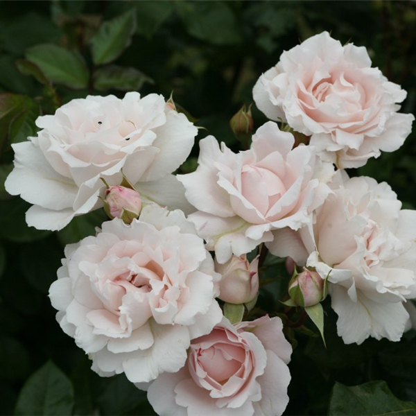 PRETTY PARFUMA (floribunda) | Garden Roses | Pococks Roses | The ...