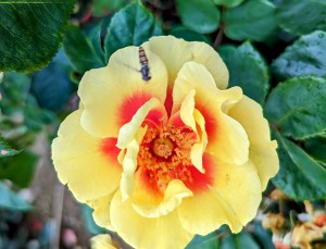 PETER'S PERSICA (climber) | Garden Roses | Pococks Roses | The Cornish ...