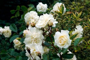 | Garden Roses | Pococks Roses | The Cornish Rose Company