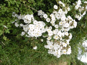 | Garden Roses | Pococks Roses | The Cornish Rose Company