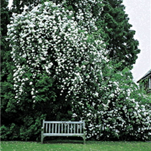 RAMBLING RECTOR (rambler) | Garden Roses | Pococks Roses | The Cornish ...