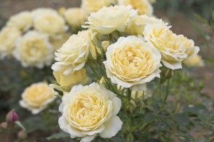 | Garden Roses | Pococks Roses | The Cornish Rose Company