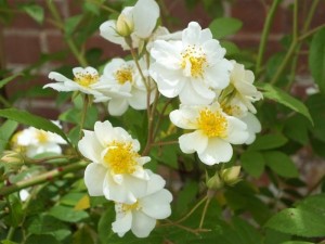 RAMBLING RECTOR (rambler) | Garden Roses | Pococks Roses | The Cornish ...