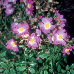 SCENTED CARPET (Ground cover) | Garden Roses | Pococks Roses | The ...