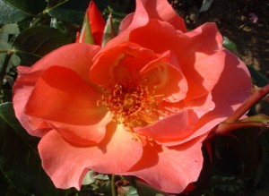 SUMMER WINE (climber) | Garden Roses | Pococks Roses | The Cornish Rose ...