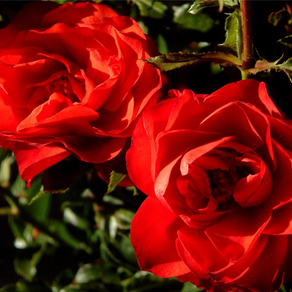 | Garden Roses | Pococks Roses | The Cornish Rose Company