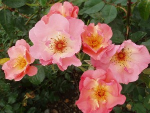SUMMER WINE (climber) | Garden Roses | Pococks Roses | The Cornish Rose ...