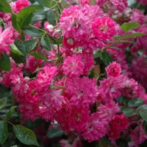 SUPER EXCELSA (rambler) | Garden Roses | Pococks Roses | The Cornish ...