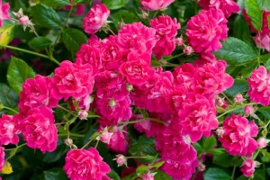 SUPER EXCELSA (rambler) | Garden Roses | Pococks Roses | The Cornish ...