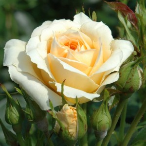 SWEET MEMORIES (Patio) | Garden Roses | Pococks Roses | The Cornish ...