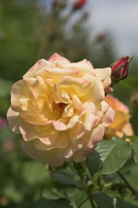 WESTERLAND (climber) | Garden Roses | Pococks Roses | The Cornish Rose ...