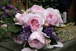 THE ENCHANTRESS (hybrid tea) | Garden Roses | Pococks Roses | The ...