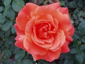 WESTERLAND (climber) | Garden Roses | Pococks Roses | The Cornish Rose ...
