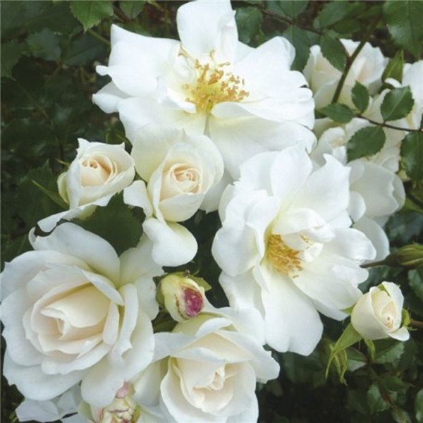 | Garden Roses | Pococks Roses | The Cornish Rose Company