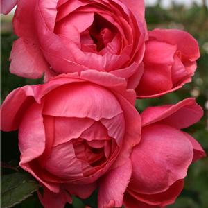 FRUITY PARFUMA (floribunda) | Garden Roses | Pococks Roses | The ...