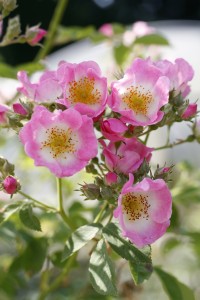 KEW RAMBLER (rambler) | Garden Roses | Pococks Roses | The Cornish Rose ...