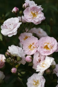 LITTLE RAMBLER (rambler) | Garden Roses | Pococks Roses | The Cornish ...
