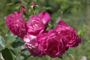 | Garden Roses | Pococks Roses | The Cornish Rose Company