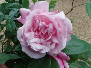 OLD BLUSH (Historic) (China) | Garden Roses | Pococks Roses | The ...