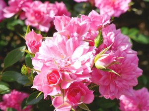 ROSY GEM (miniature) | Garden Roses | Pococks Roses | The Cornish Rose ...