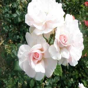 Garden Roses | Garden Roses | Pococks Roses | The Cornish Rose Company