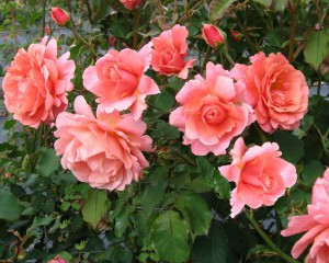 ALIBABA (climber) | Garden Roses | Pococks Roses | The Cornish Rose Company