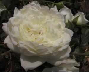 ALASKA (climber) | Garden Roses | Pococks Roses | The Cornish Rose Company