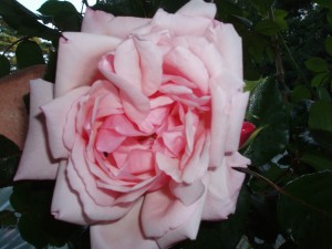 ALBERTINE (rambler) | Garden Roses | Pococks Roses | The Cornish Rose ...