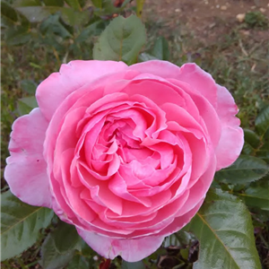 FLORA COLONIA (floribunda) | Garden Roses | Pococks Roses | The Cornish ...