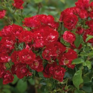 RAMBLING ROSIE (rambler) | Garden Roses | Pococks Roses | The Cornish ...