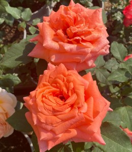 Garden Roses | Garden Roses | Pococks Roses | The Cornish Rose Company