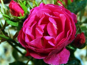 Garden Roses | Garden Roses | Pococks Roses | The Cornish Rose Company