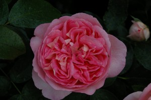 Garden Roses | Garden Roses | Pococks Roses | The Cornish Rose Company