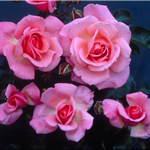 Garden Roses | Garden Roses | Pococks Roses | The Cornish Rose Company