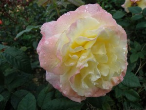 Garden Roses | Garden Roses | Pococks Roses | The Cornish Rose Company