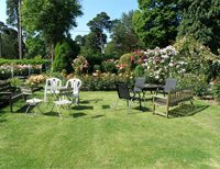 About Pococks Roses – Garden Roses